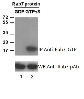Rab7 Pulldown Activation Assay Kit